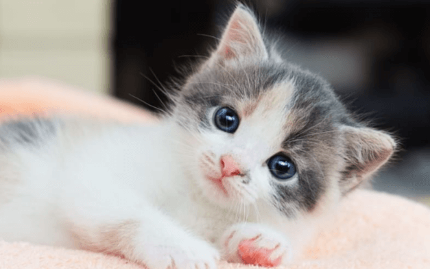 kuromi:fox5ydxdt58= sanrio:dy2myjycz4g= hello kitty - NFT Talk