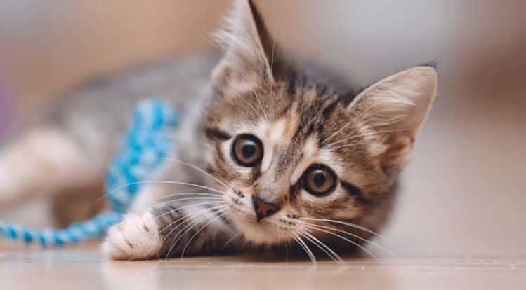 kuromi:fox5ydxdt58= aesthetic:mh-r3tv3kz0= hello kitty - NFT Talk